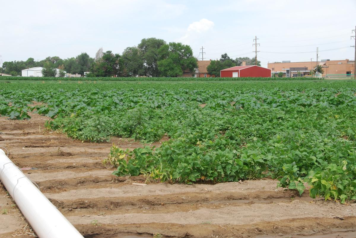 Find a Farm: Musso Farms | Palmer Land Conservancy